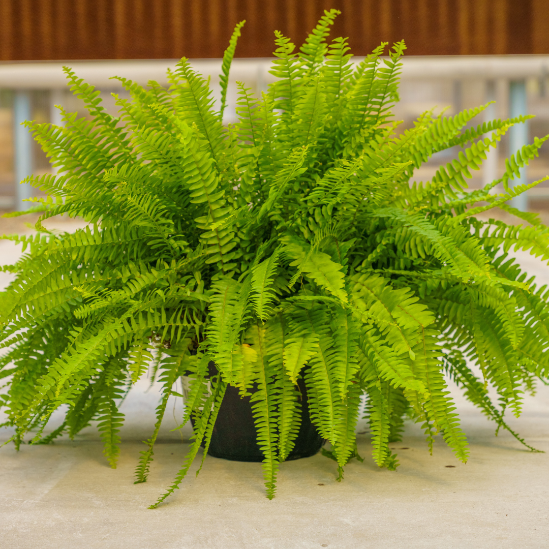 Are Boston Ferns Outdoor Plants