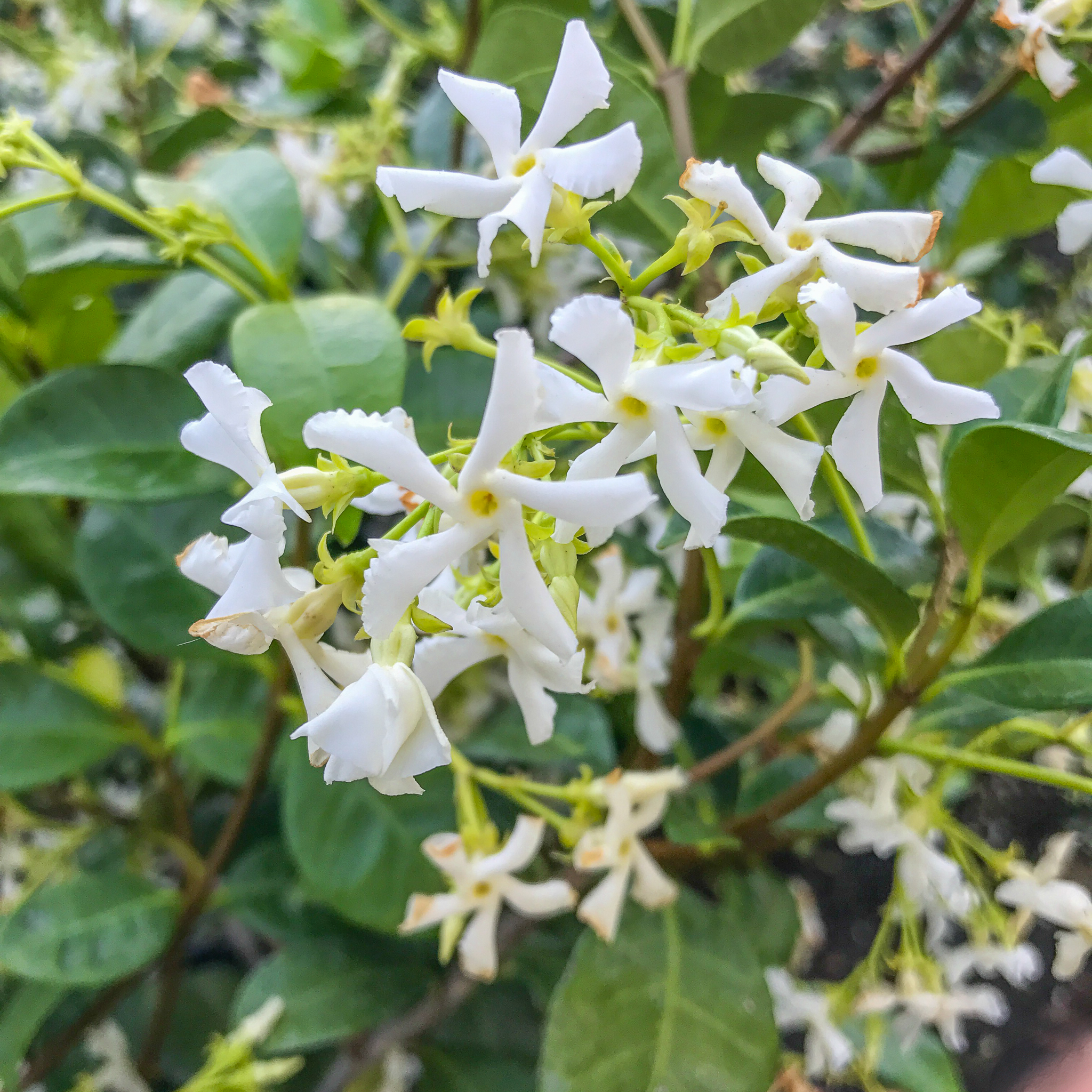Star jasmine store