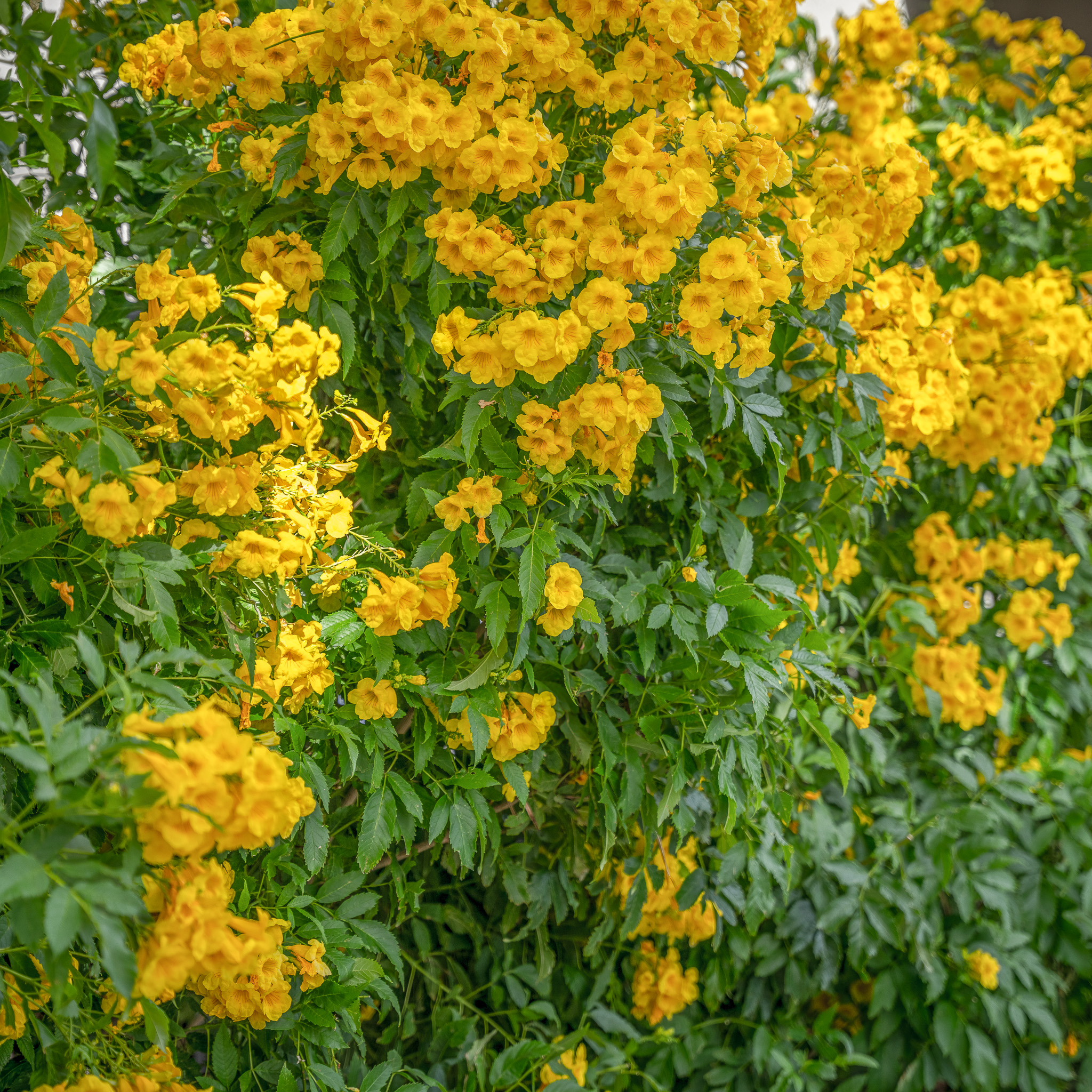Yellow Bells Tree Flower