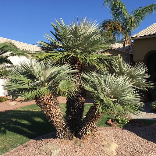 Mediterranean Fan Palm Tree 5 MEDITERRANEAN FAN PALM European Dwarf
