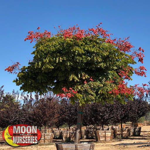 Chinese Flame Tree
