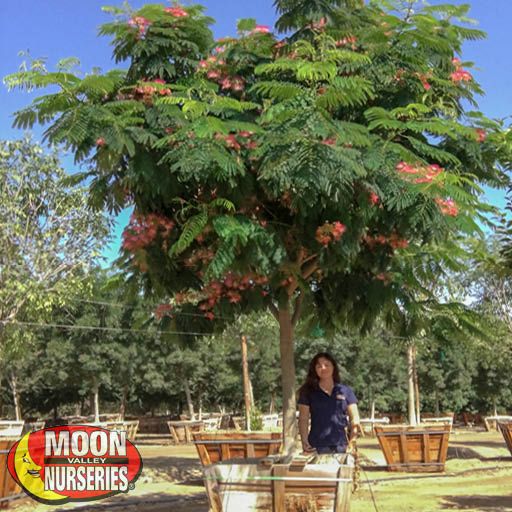 Mimosa Flowering Trees Moon Valley Nurseries