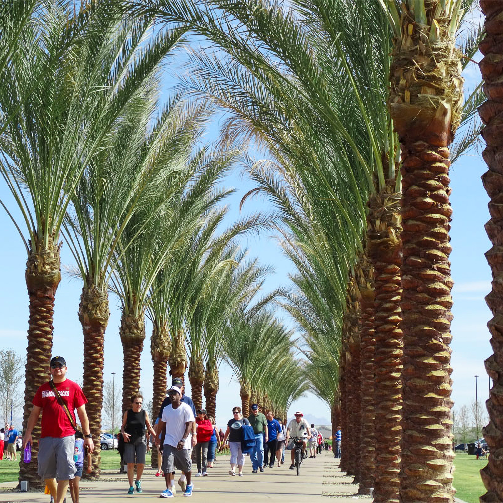 Shop Date Palm Tree At Moon Valley Nurseries