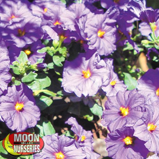 Purple Potato Plant How To Plant And Grow Sweet Potato Vine