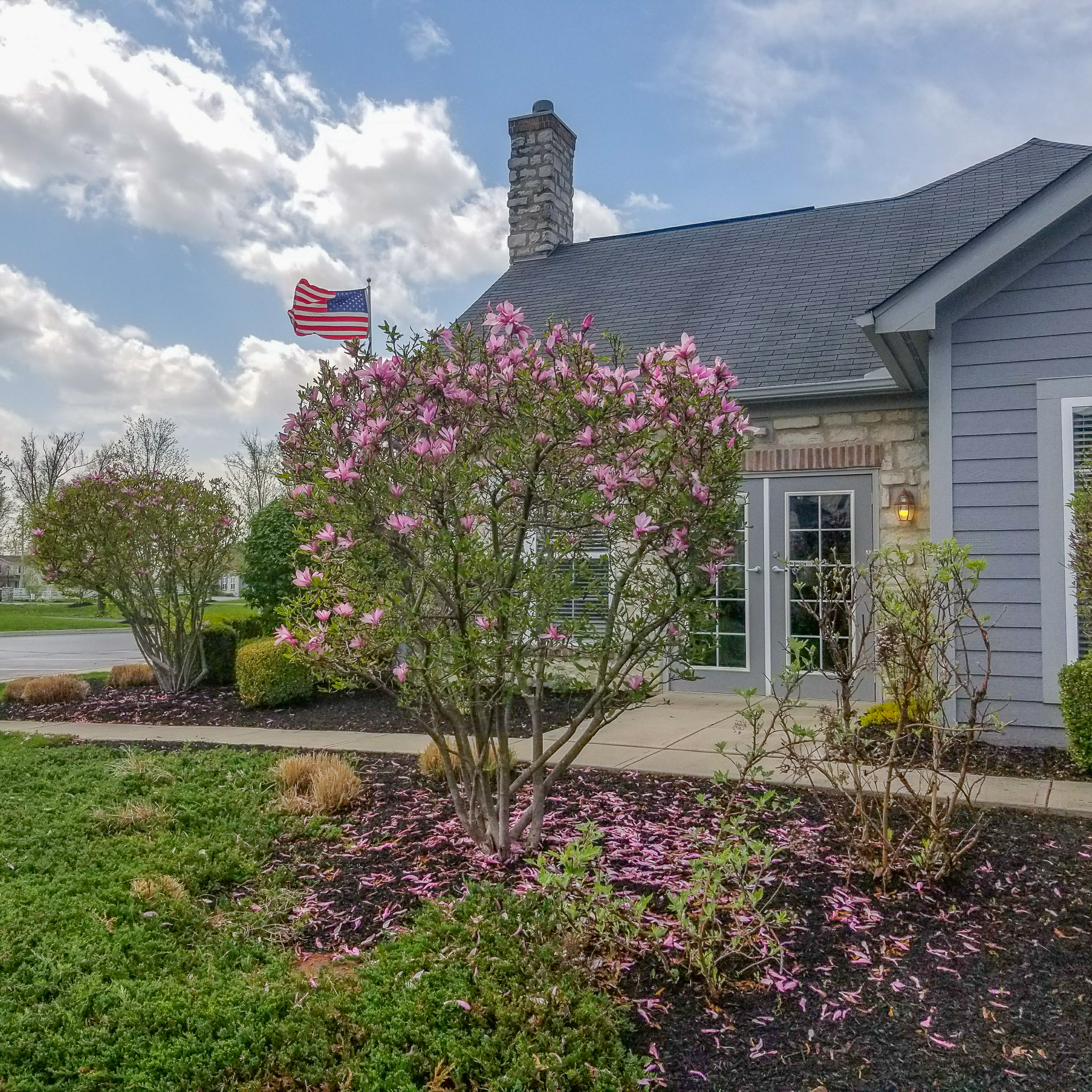 Magnolia Trees House Landscape Buy Little Gem Magnolia Tree For Sale