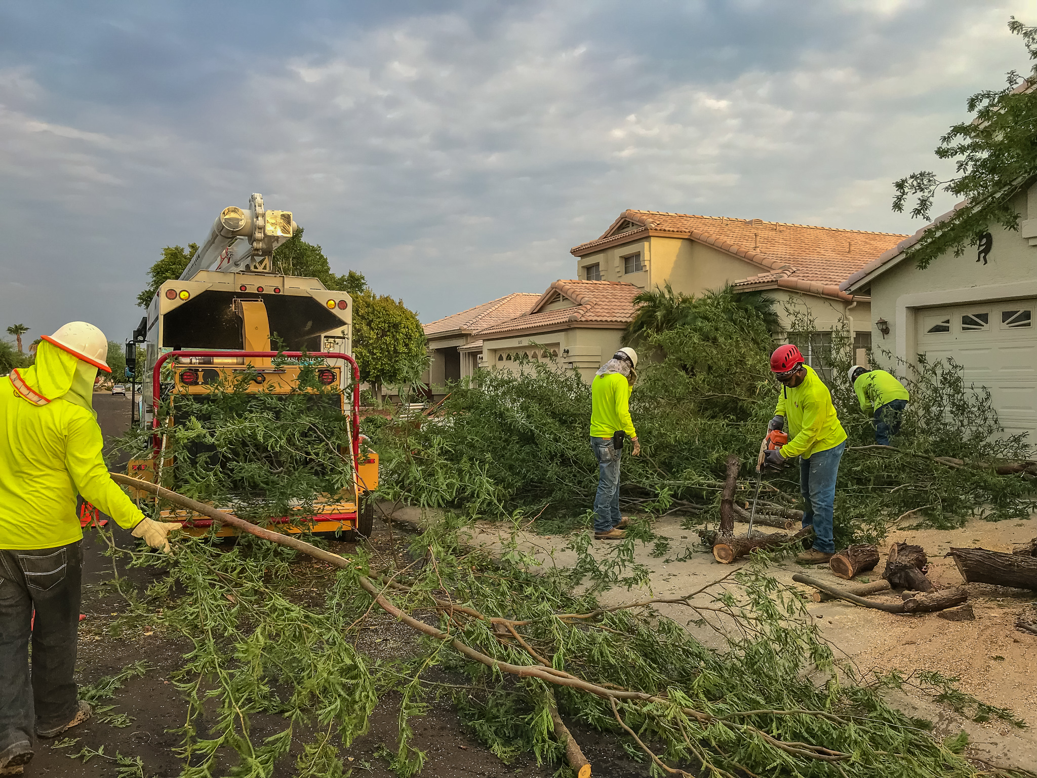 Expert Tree Services | Moon Valley Nurseries