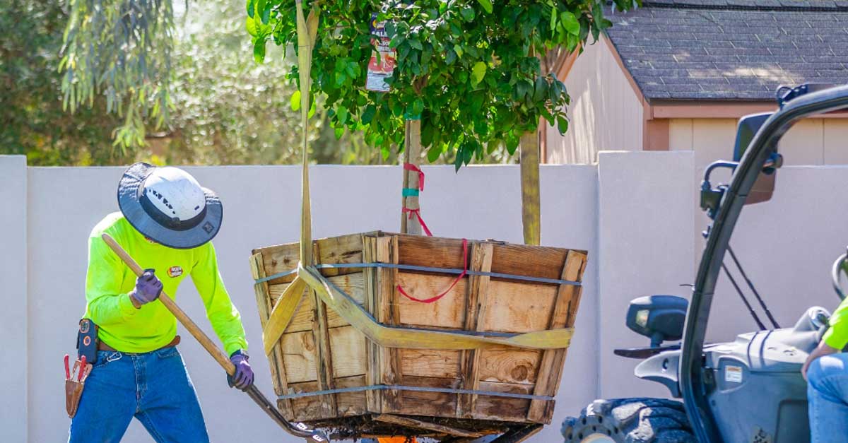 About Moon Valley Nurseries | Quality Trees Since 1995