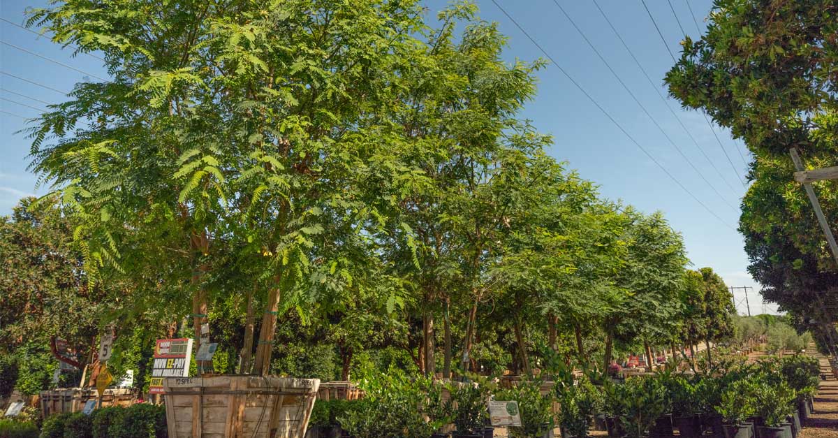 Desert Trees for Sale | Moon Valley Nurseries