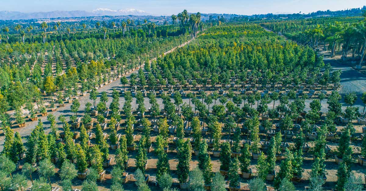 California Planting Zones Guide | Moon Valley Nurseries