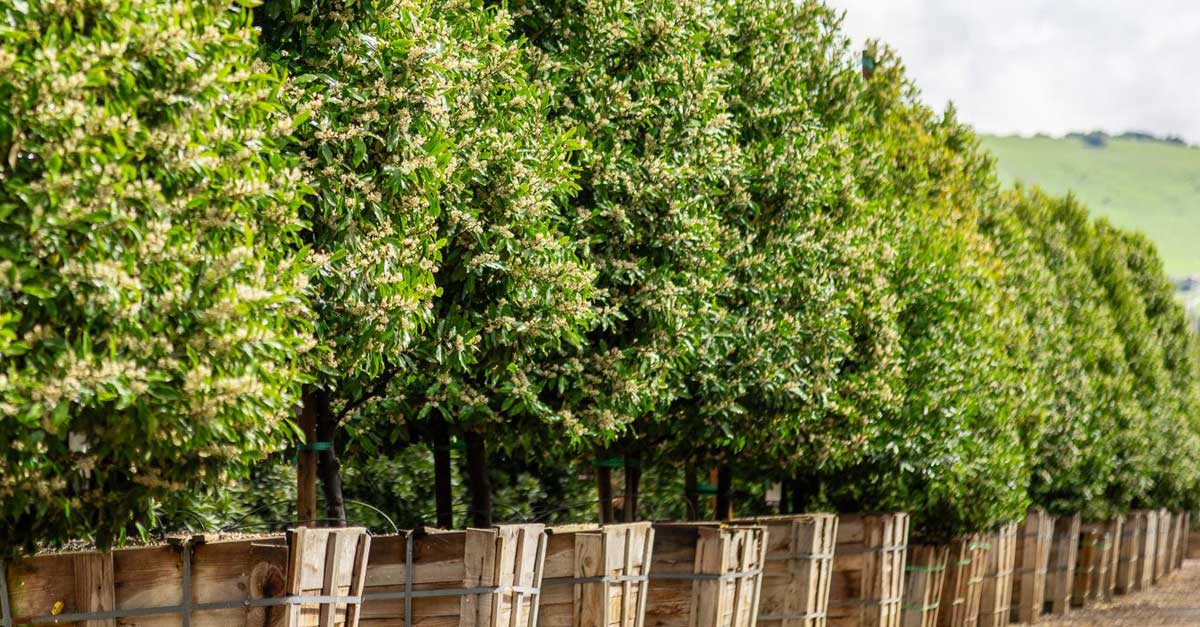 Hedge Materials for Sale | Moon Valley Nurseries