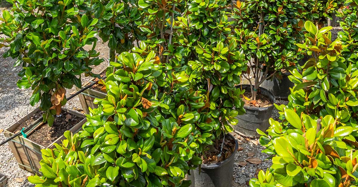 Farms: Locally Grown Trees | Moon Valley Nurseries