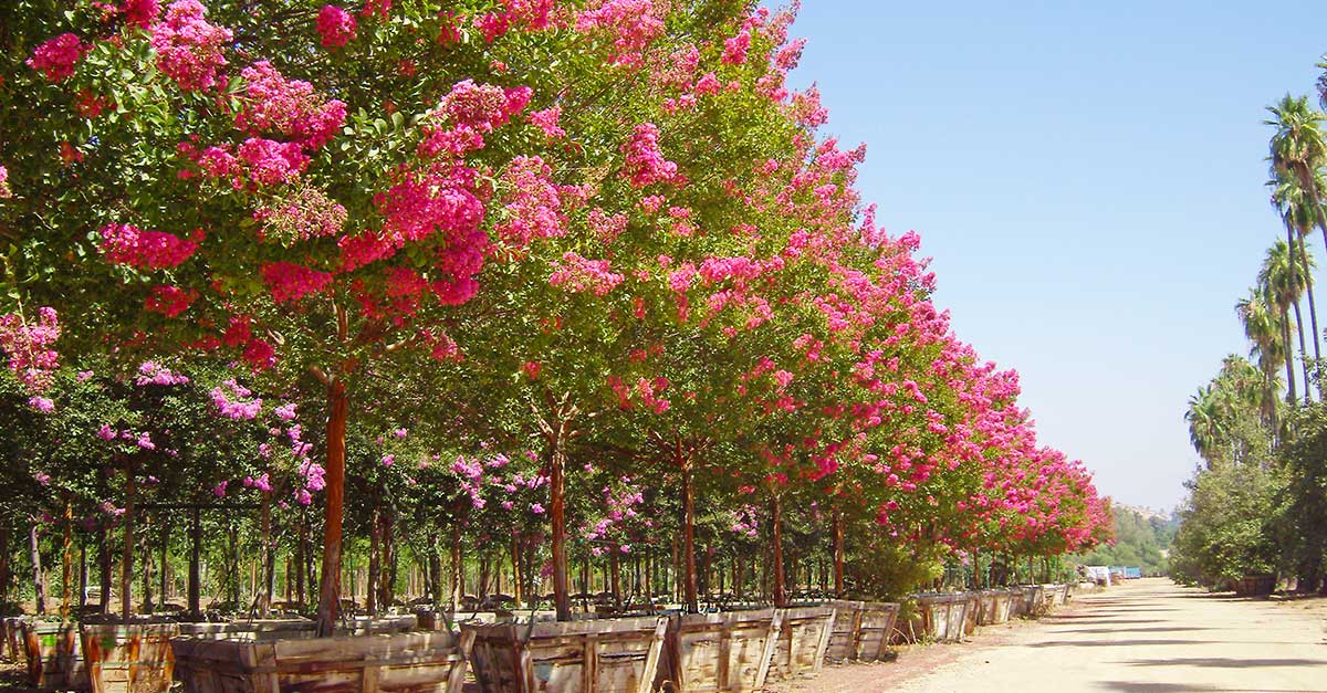 Wholesale Trees & Plants | Moon Valley Nurseries